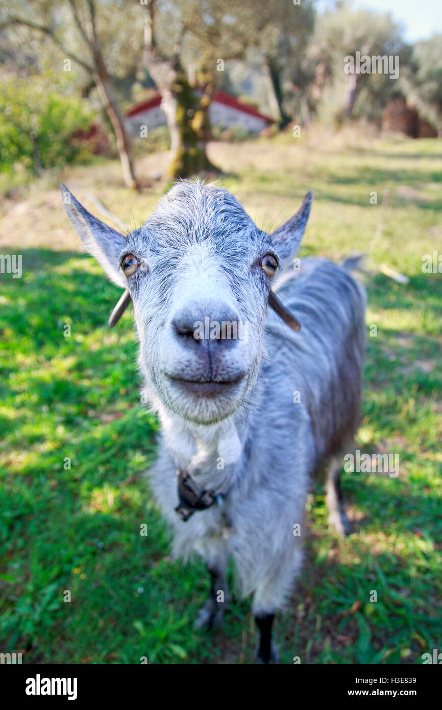 Friendly goat at a farm Stock Photo - Alamy