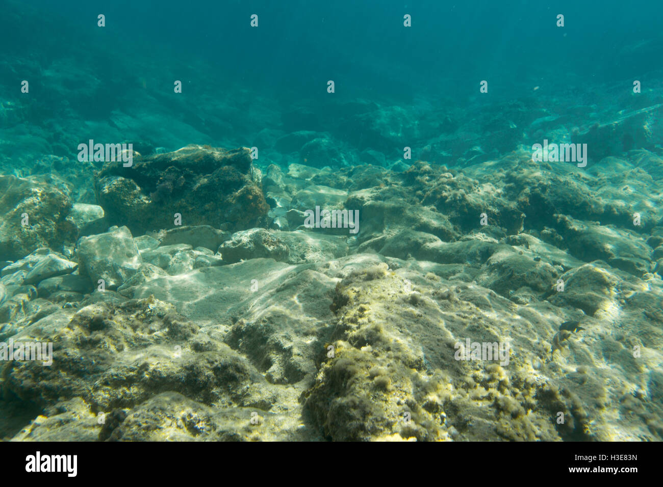 beautiful and colorful underwater sea life Stock Photo - Alamy