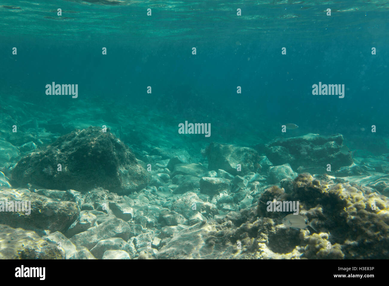 beautiful and colorful underwater sea life Stock Photo - Alamy