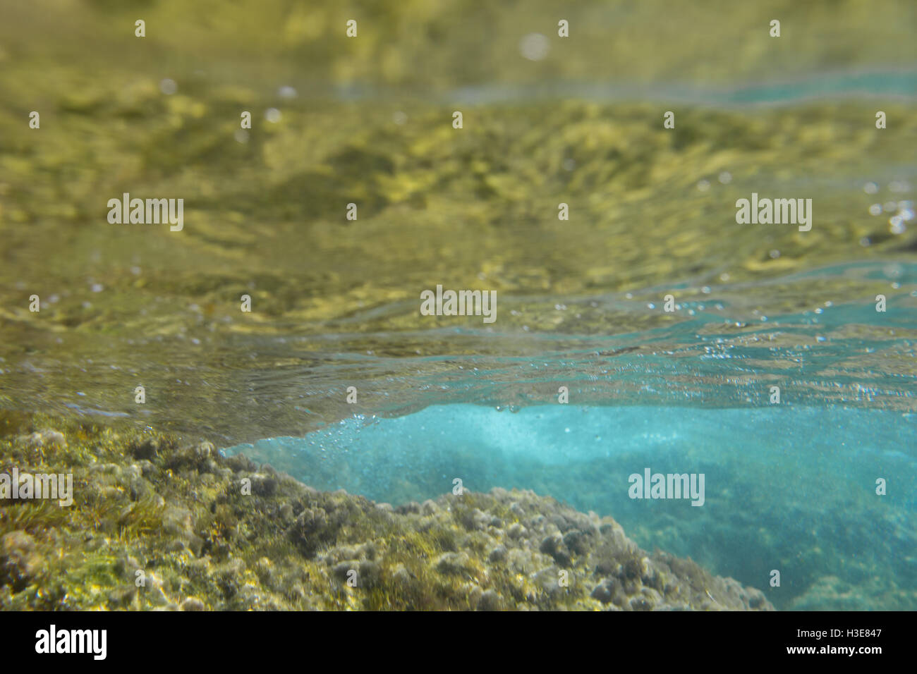 beautiful and colorful underwater sea life Stock Photo - Alamy
