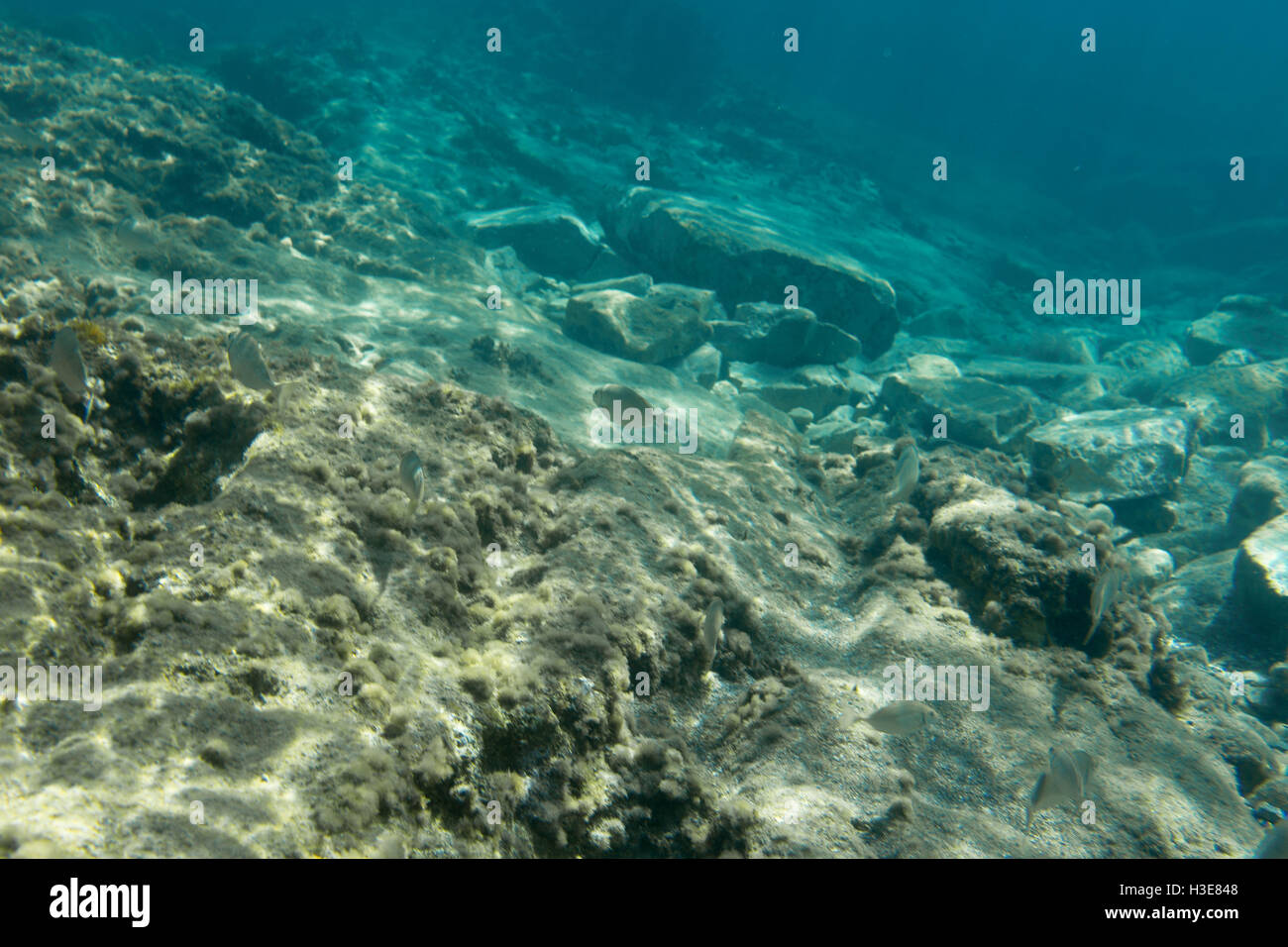 beautiful and colorful underwater sea life Stock Photo - Alamy