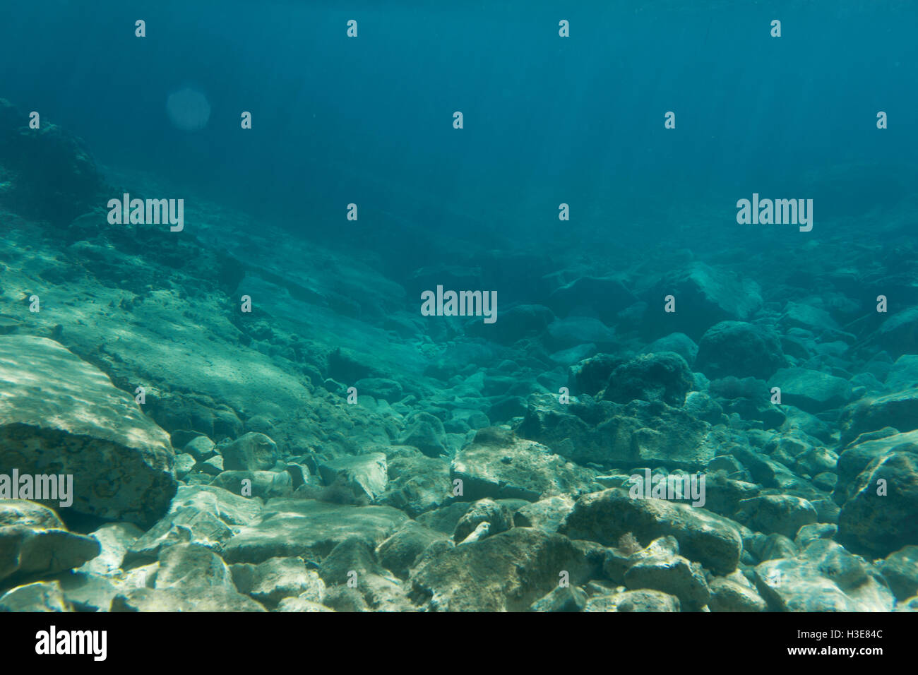 beautiful and colorful underwater sea life Stock Photo - Alamy