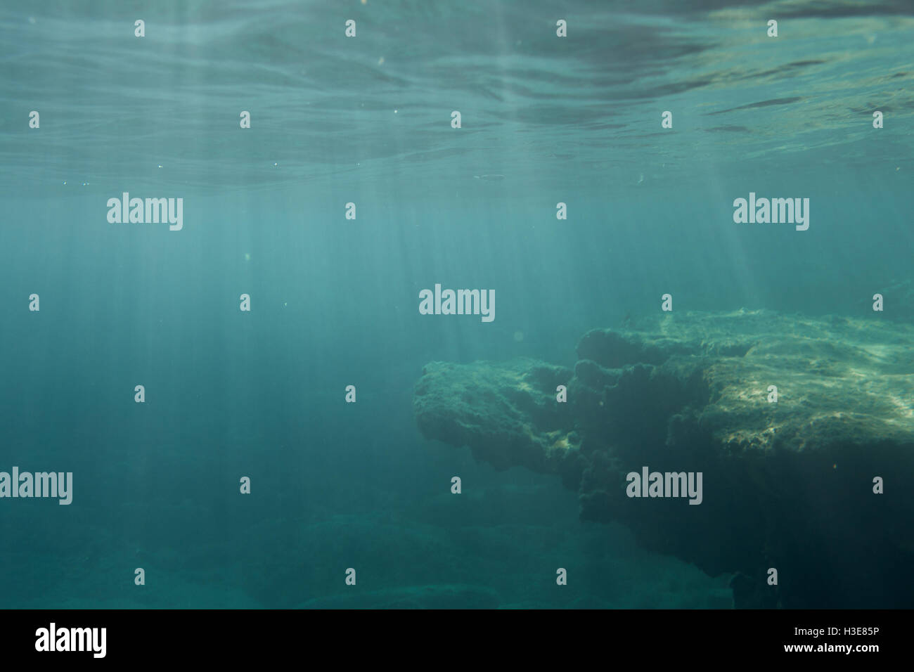 beautiful and colorful underwater sea life Stock Photo - Alamy