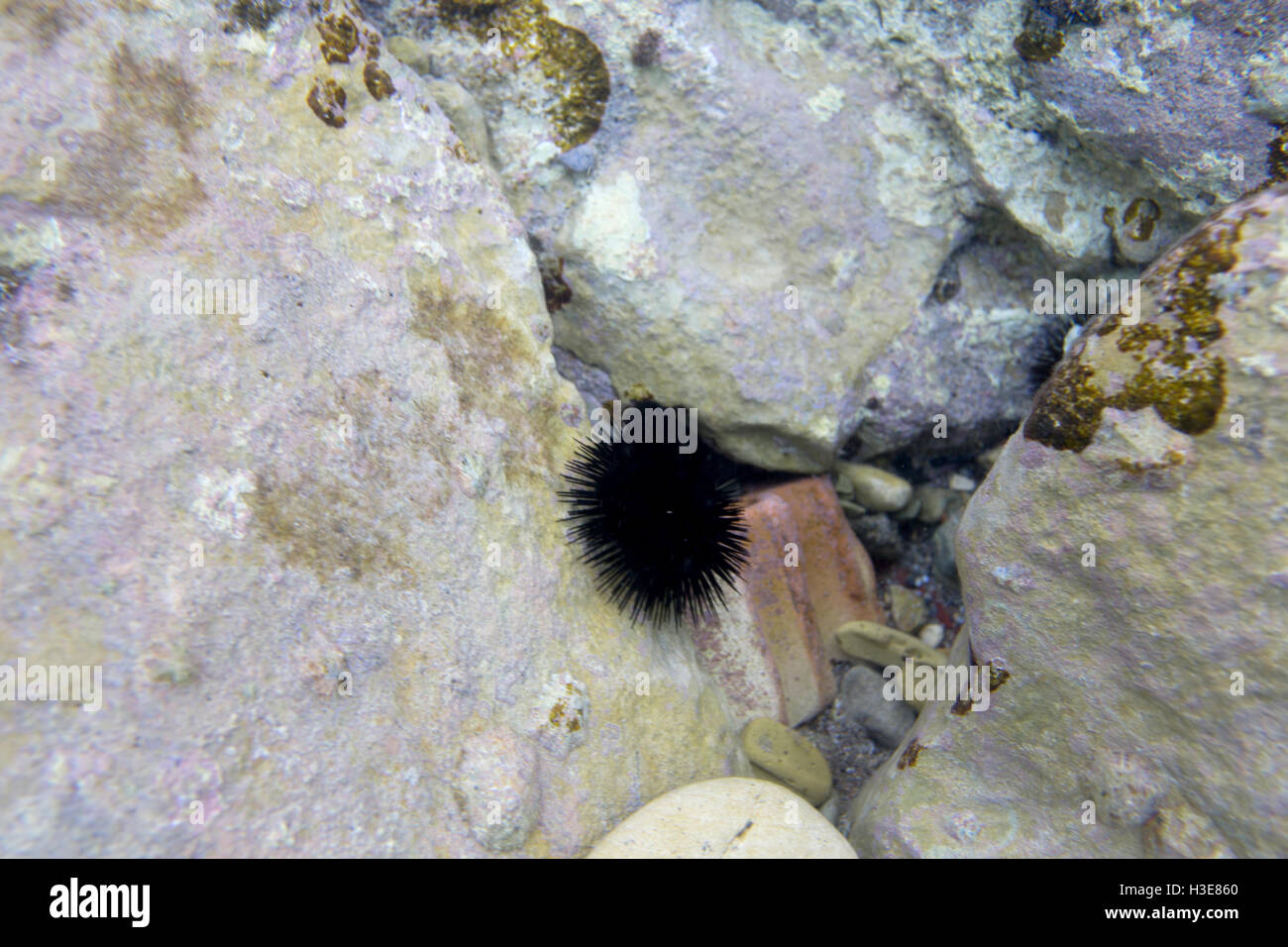 beautiful and colorful underwater sea life. Sea urchin Stock Photo - Alamy