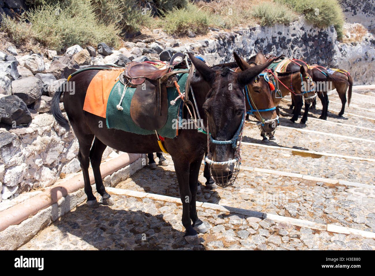 Sad and bored donkeys. Santorini Stock Photo - Alamy
