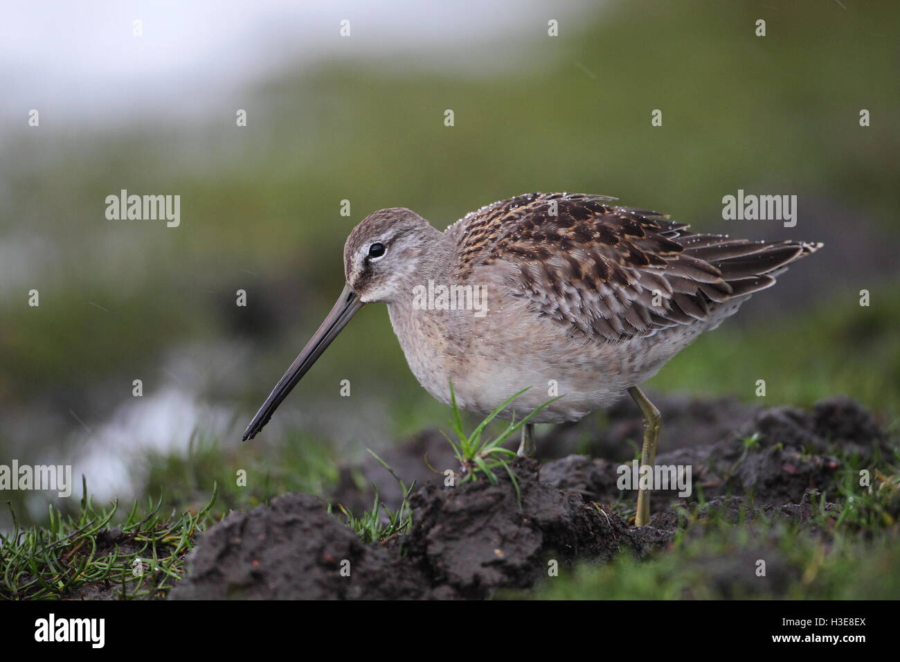 Long Billed Dowitcher Juvenile