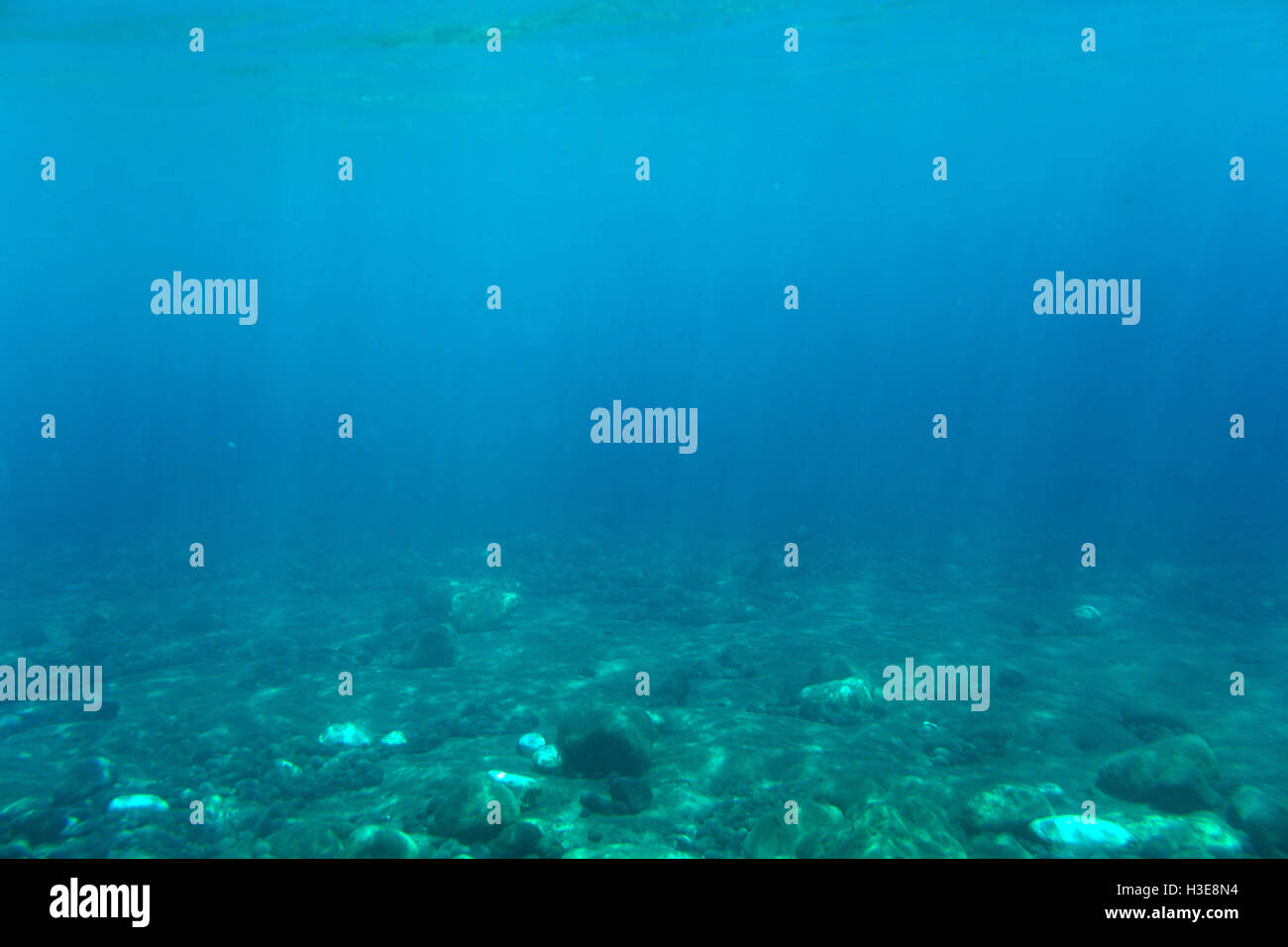 beautiful and colorful underwater sea life Stock Photo - Alamy