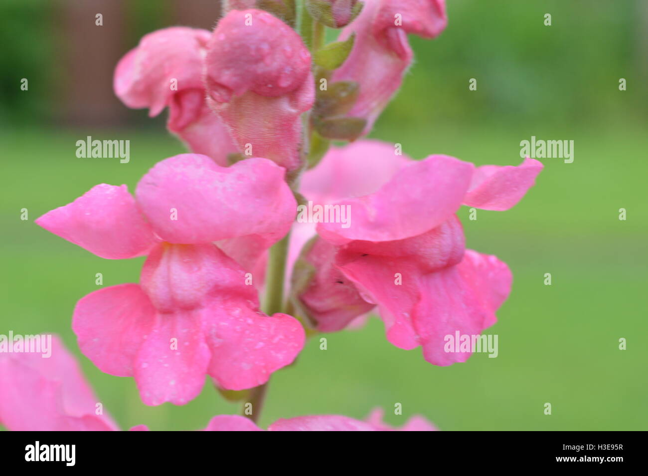 Pink snapdragon hi-res stock photography and images - Alamy