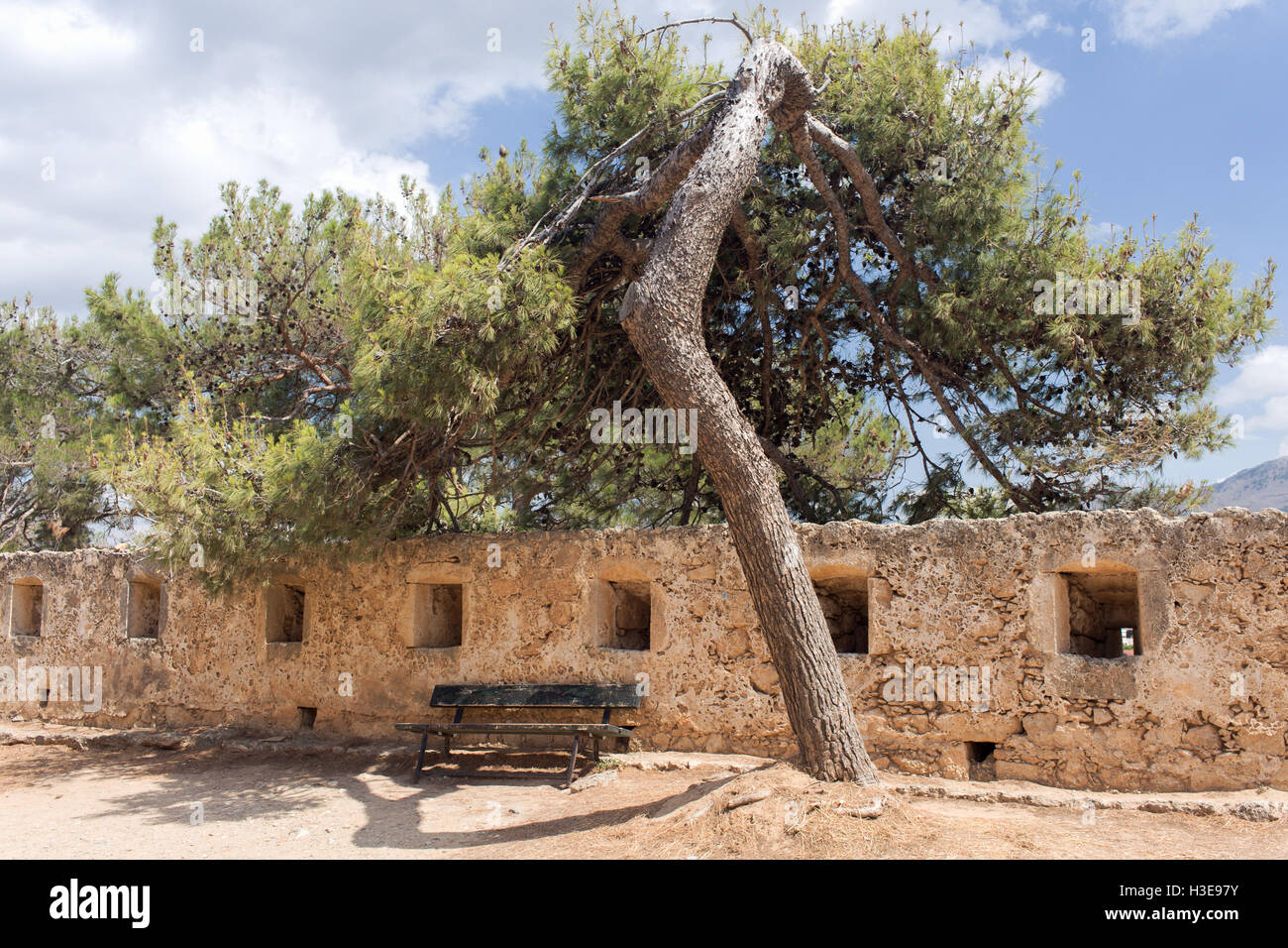 Bench under a pine tree on a background of a wall of an old fortress ...
