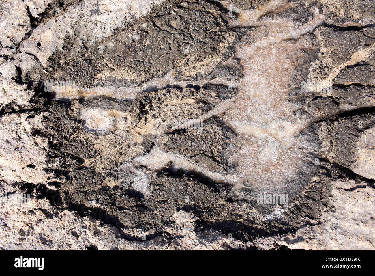 The natural formation of sea salt Stock Photo - Alamy