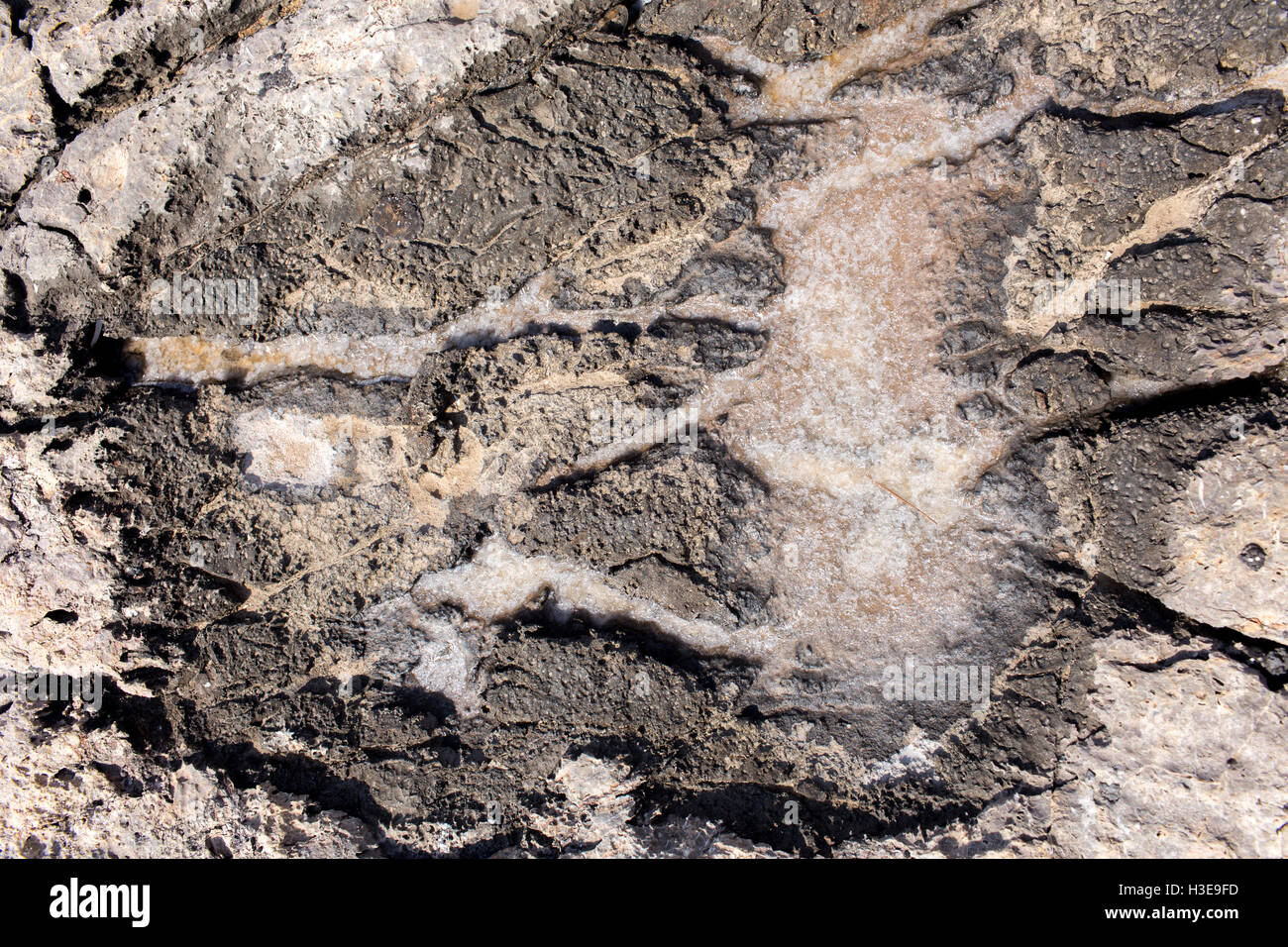 The natural formation of sea salt Stock Photo - Alamy