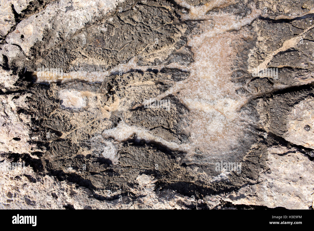 The natural formation of sea salt Stock Photo - Alamy