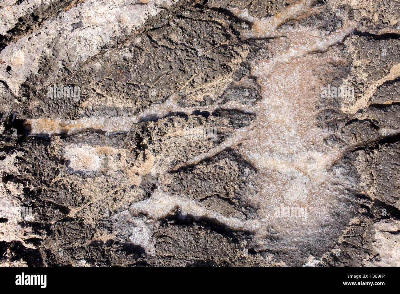 The natural formation of sea salt Stock Photo - Alamy