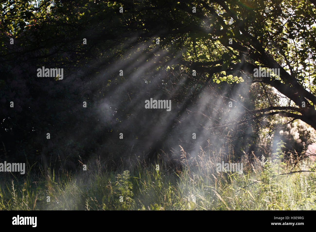 beautiful scene of nature, the sun's rays make their way through the ...