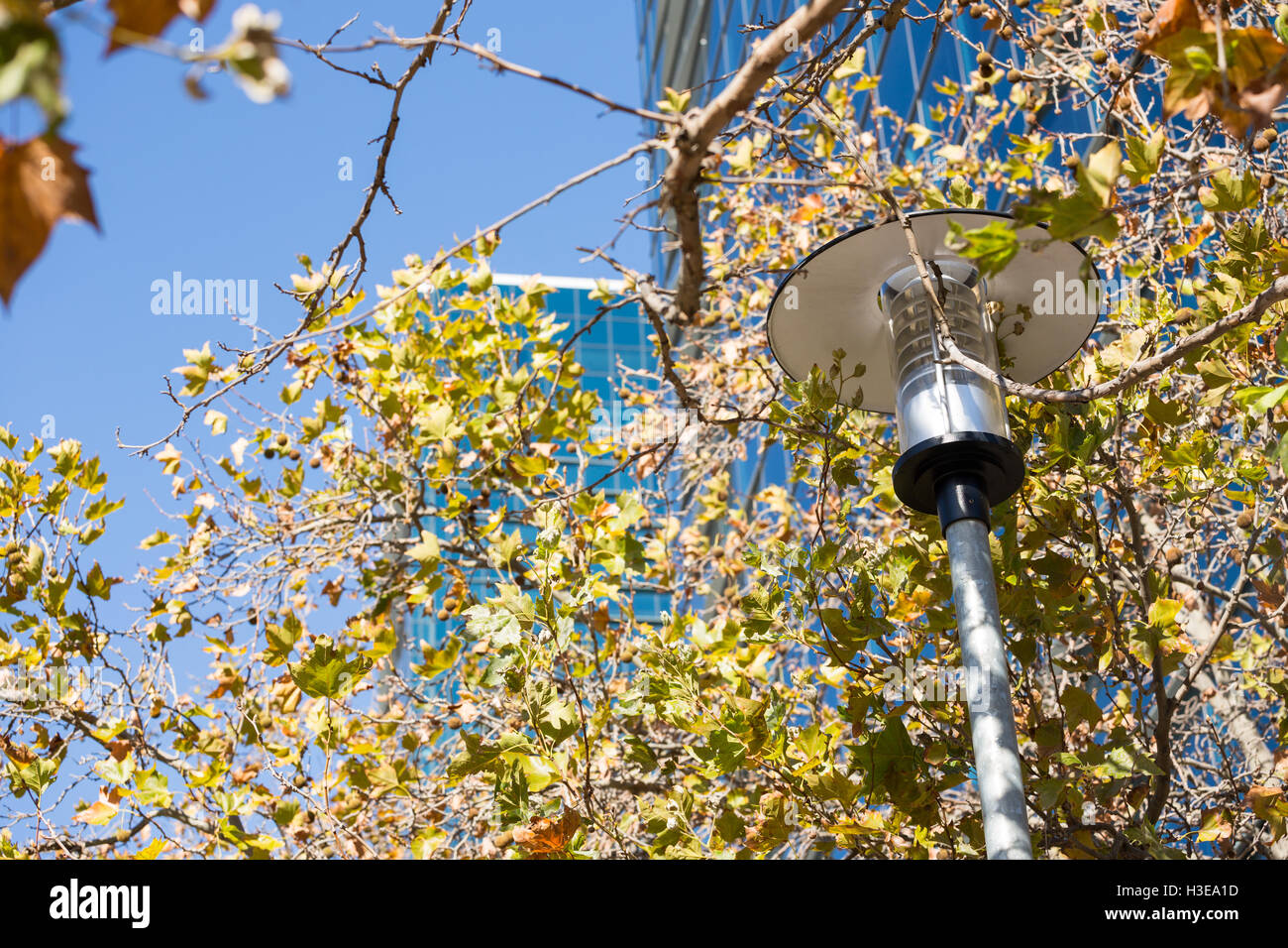 Street light and tree Stock Photo - Alamy