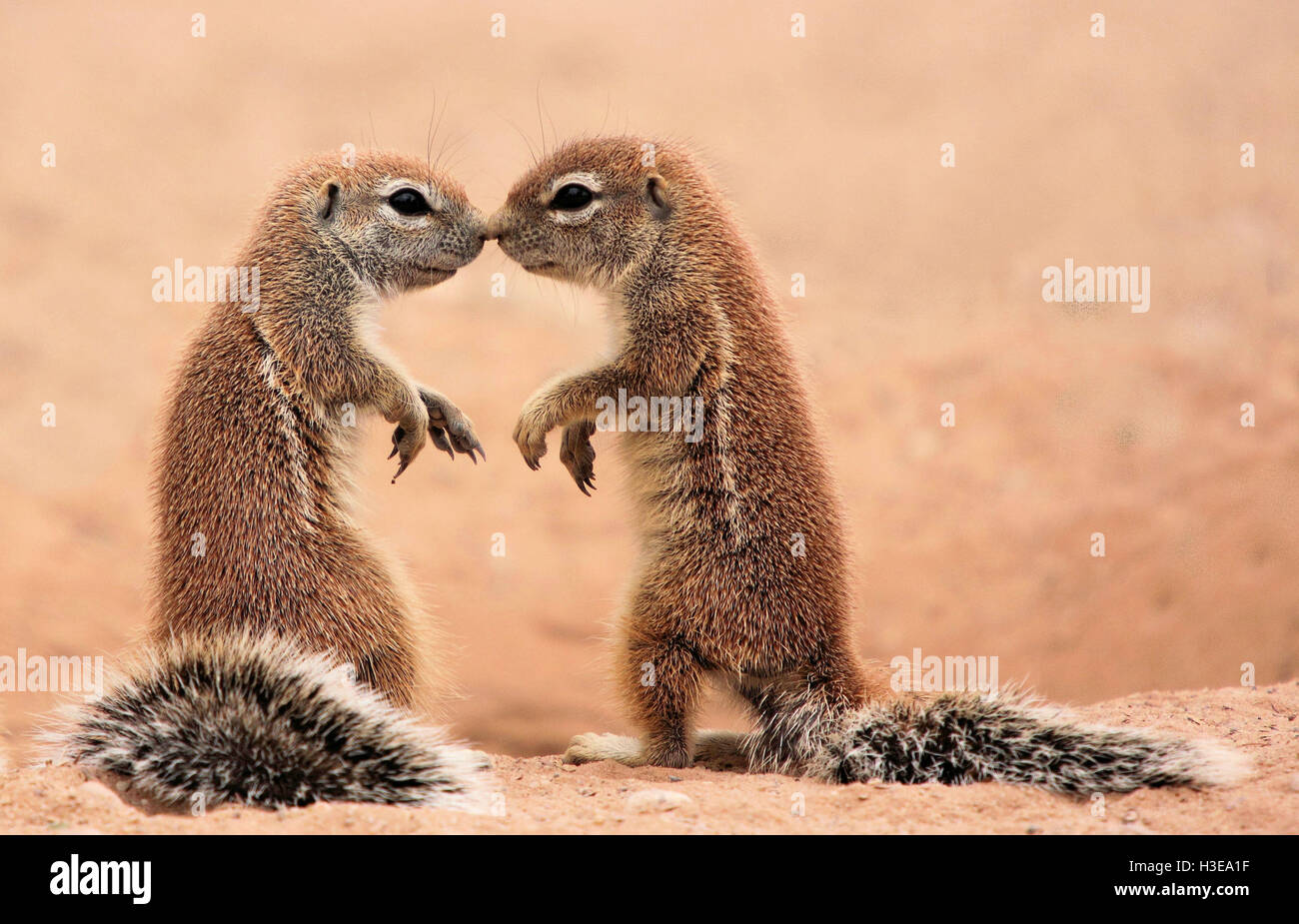 Squirrels touching noses in friendship Stock Photo - Alamy
