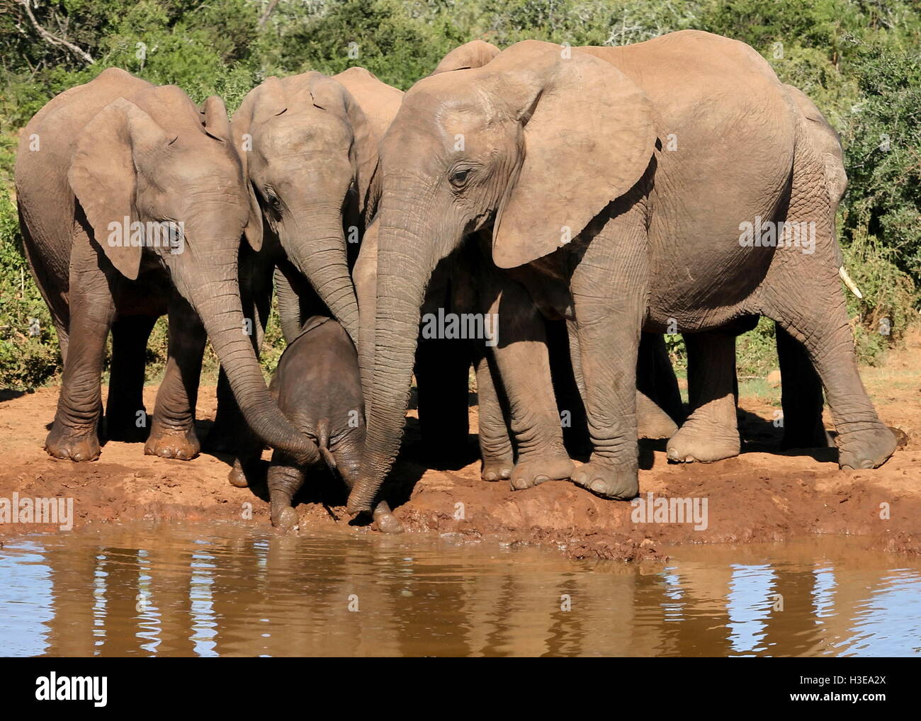Baby elephant water hi-res stock photography and images - Alamy