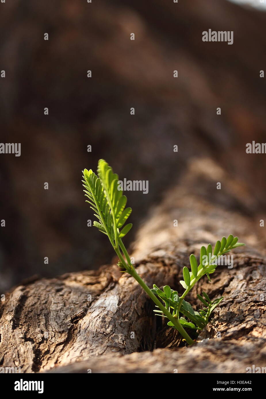 New growth from a dead tree Stock Photo - Alamy