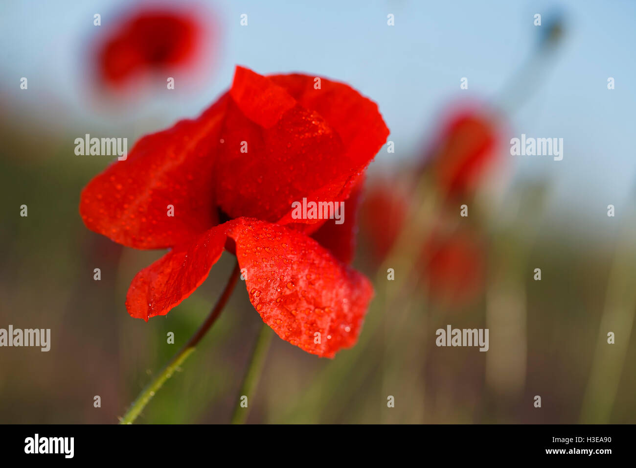 a Beautiful blooming red poppies, floral background Stock Photo - Alamy