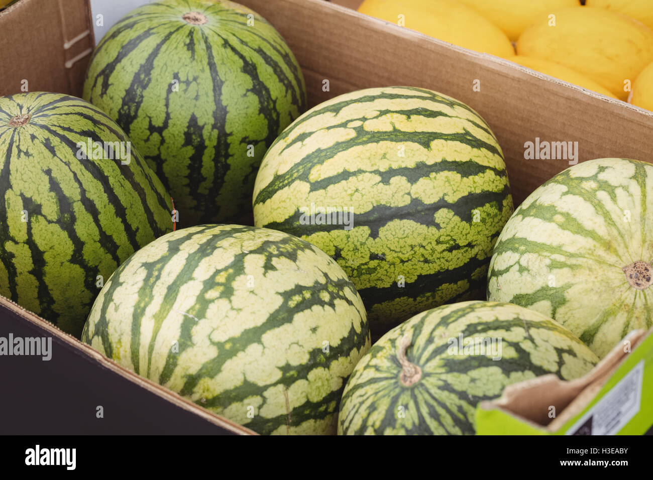 Close-up of watermelons Stock Photo - Alamy
