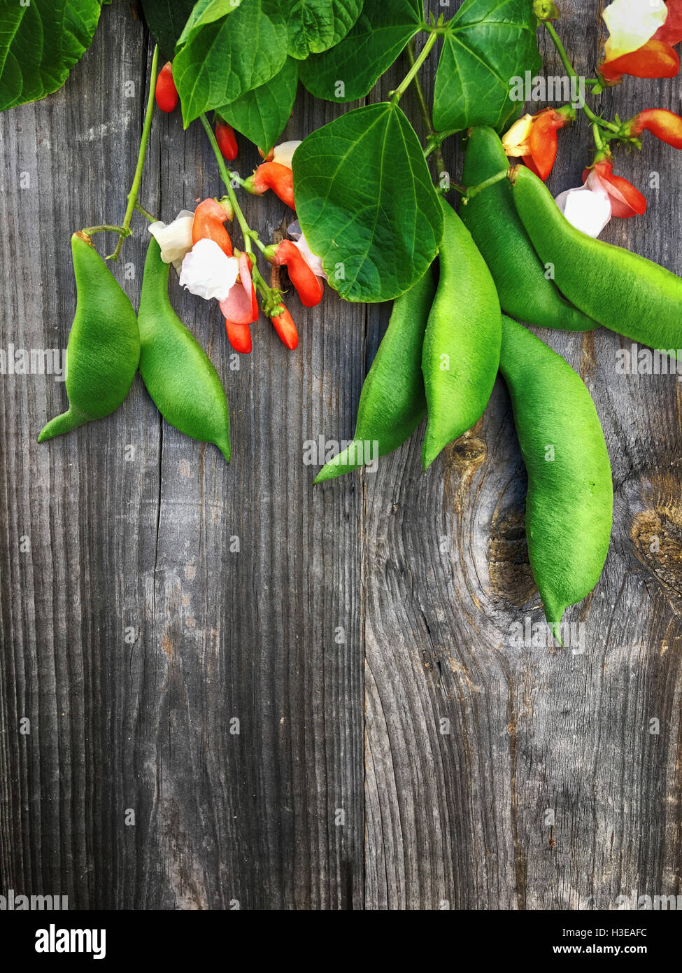 Flowering beans hi-res stock photography and images - Alamy