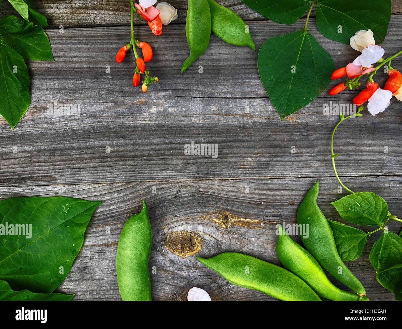 Branch with bean pod, flowers and green leaves, a composition in the ...