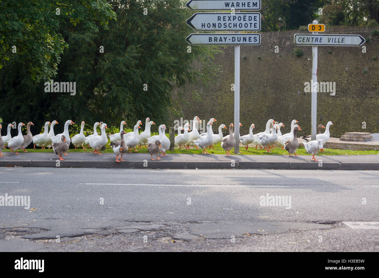 A flock of domestic and Toulouse geese crossing the road and stopping ...