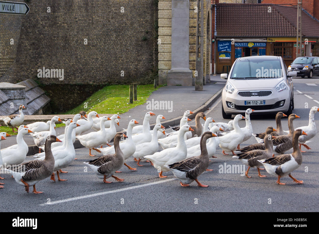 Oie de toulouse sans bavette hi-res stock photography and images - Alamy