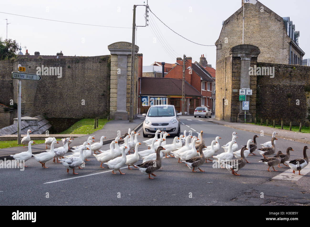 A flock of domestic and Toulouse geese crossing the road and stopping ...