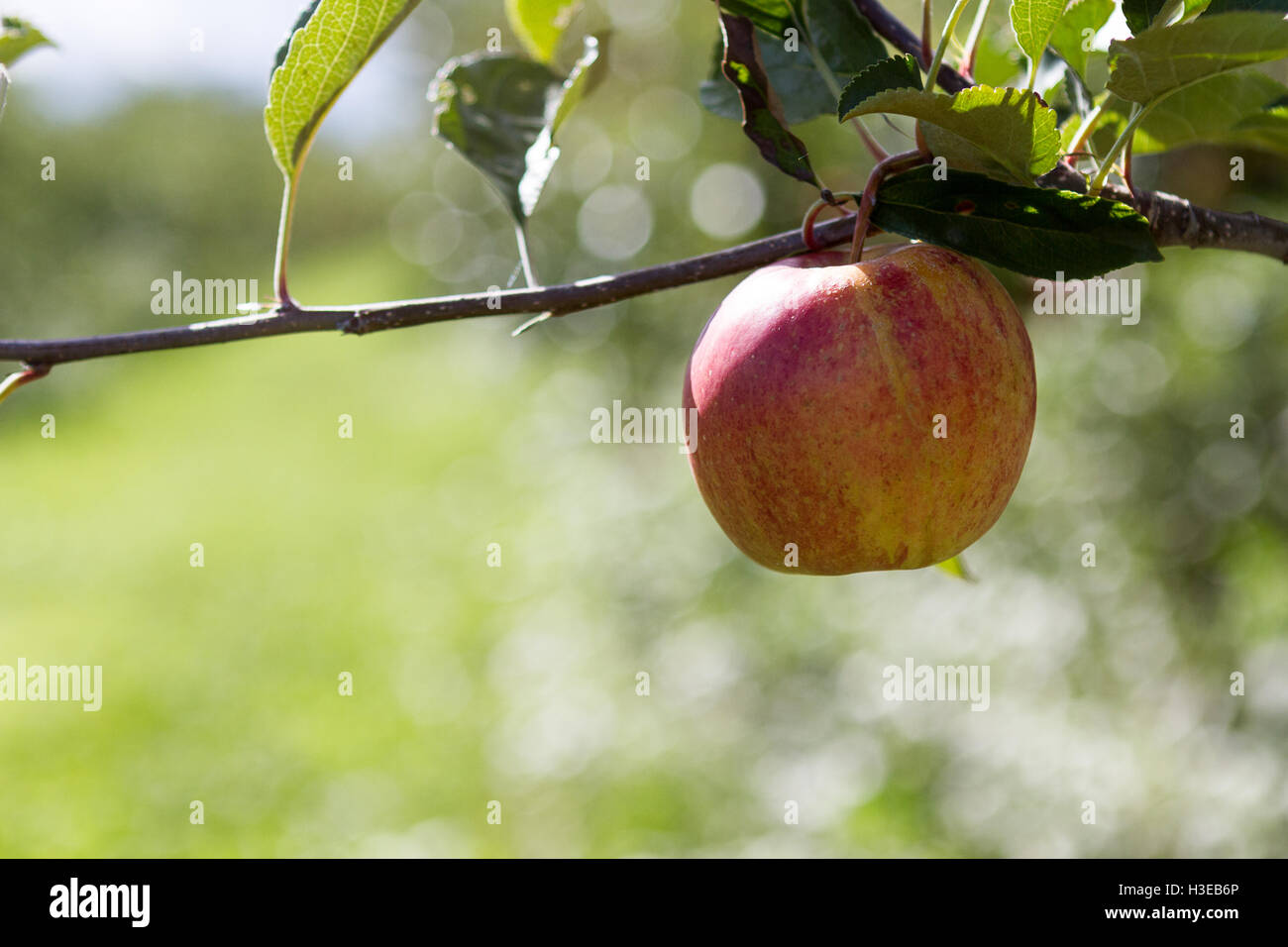 Single apple hanging on branch close up Stock Photo - Alamy