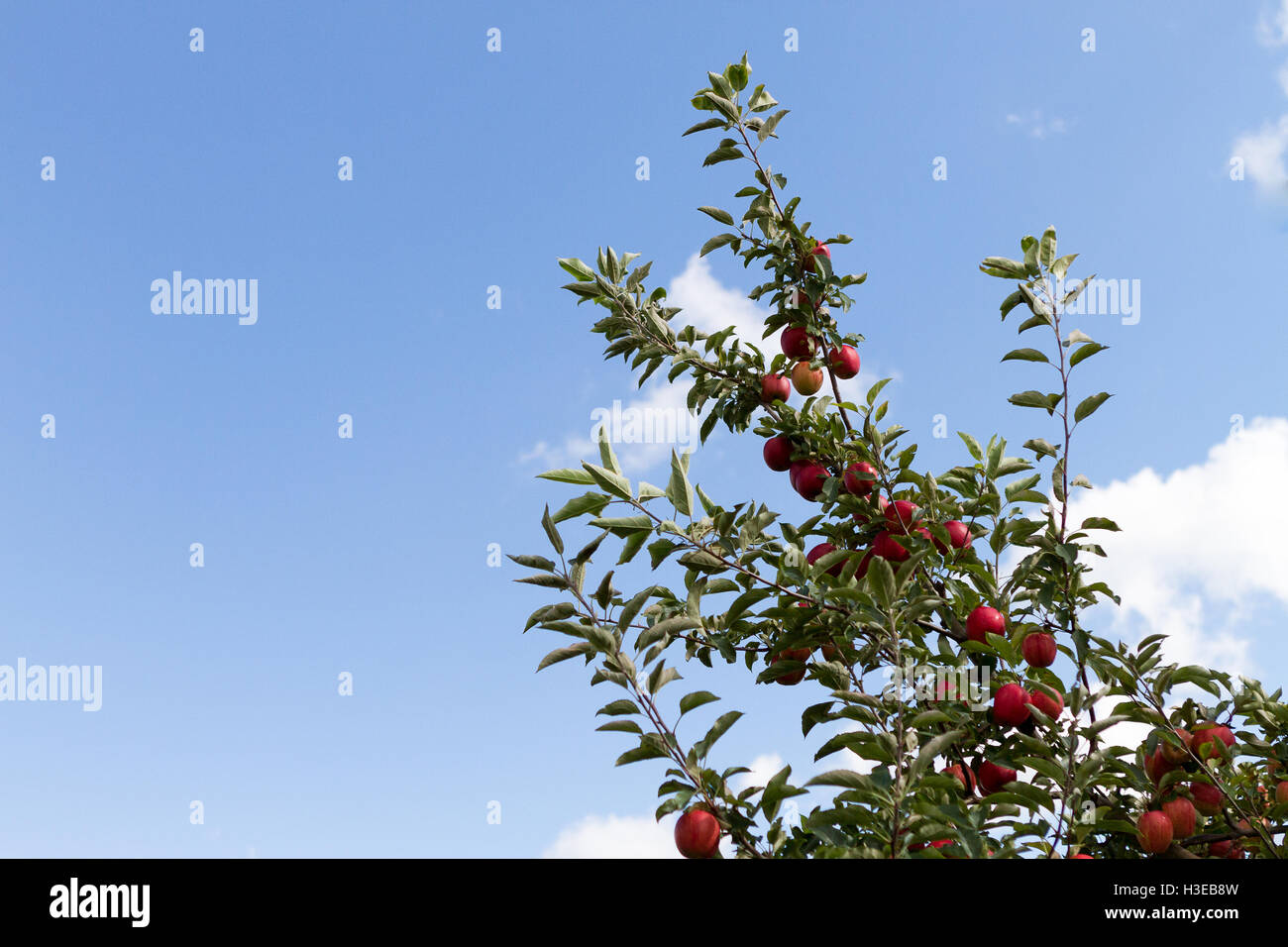 Tree top branches with blue sky and clouds looking up Stock Photo - Alamy