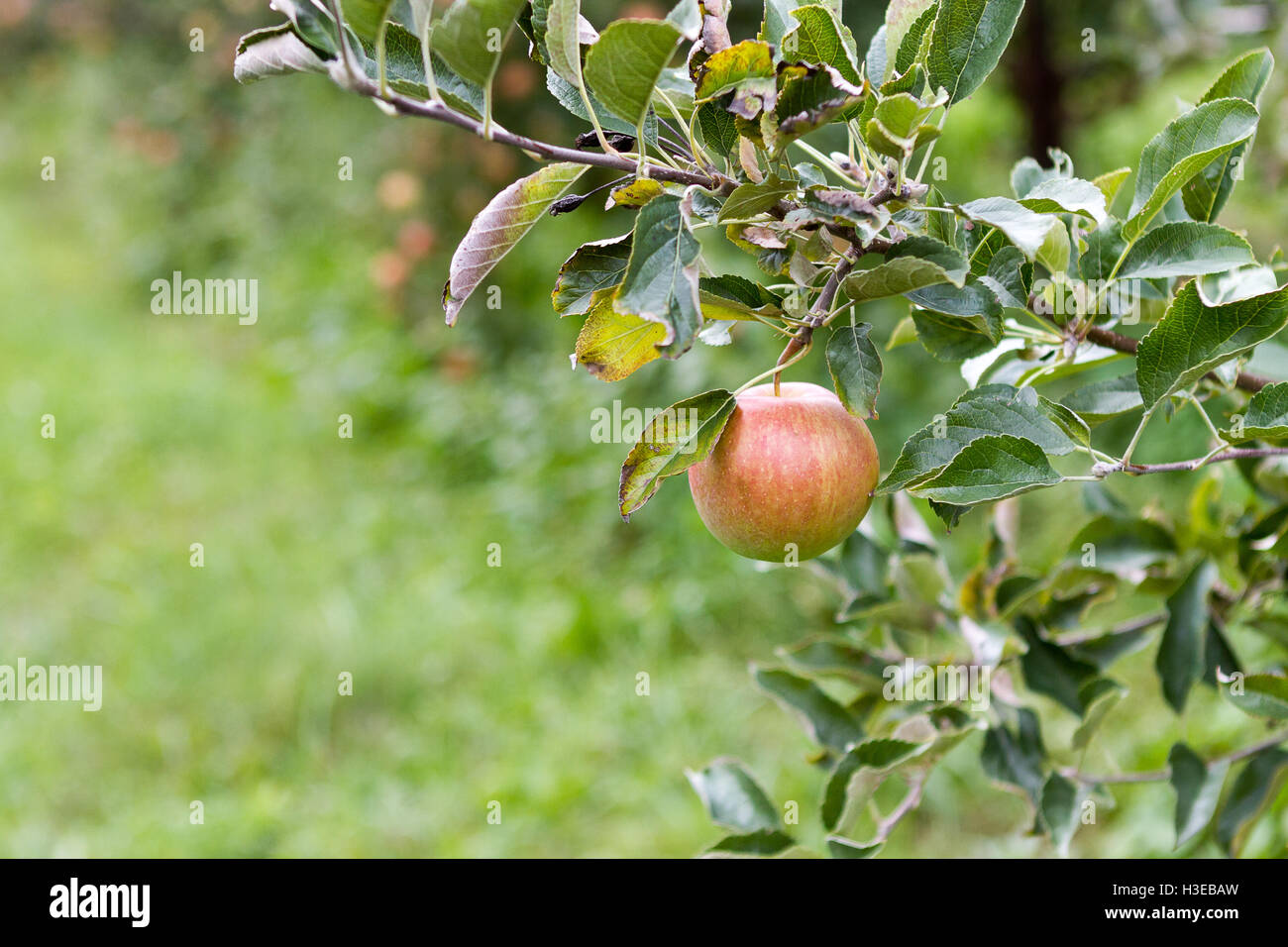Apple hanging on branch in orchard Stock Photo - Alamy