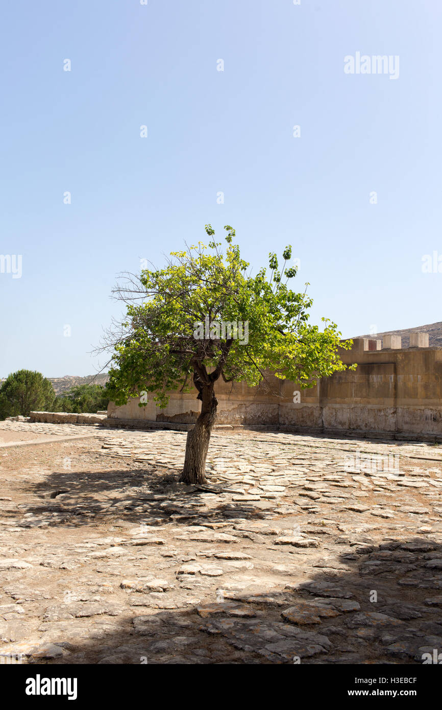 single tree growing in stone in the city Stock Photo - Alamy