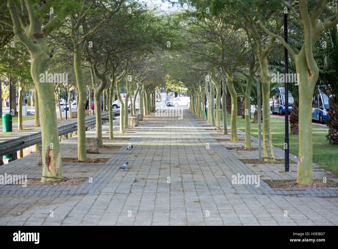Pathway through tree lined park hi-res stock photography and images - Alamy