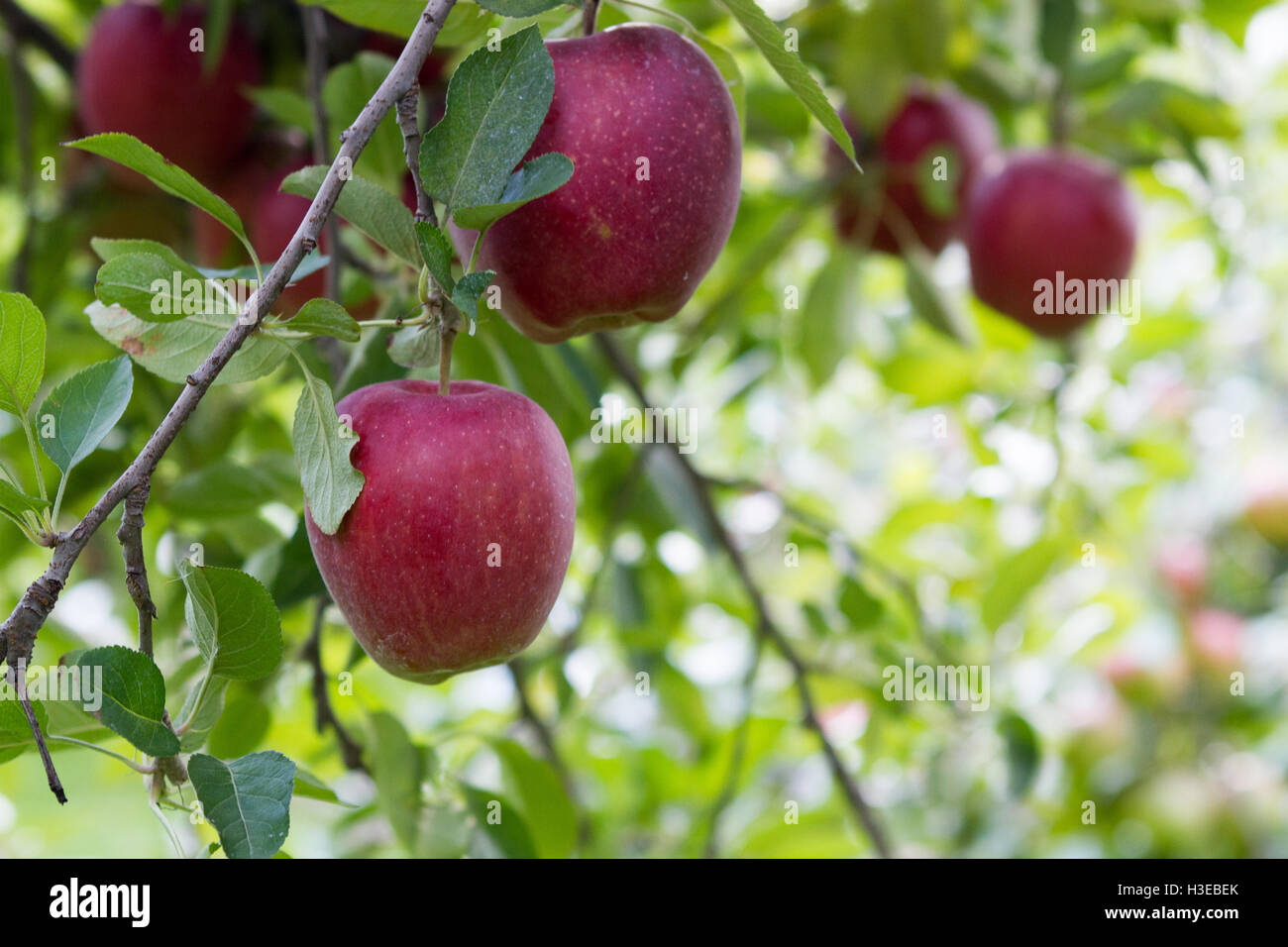 Hang From A Tree High Resolution Stock Photography and Images - Alamy