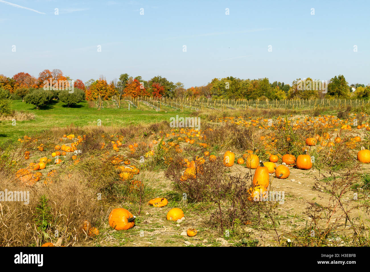 Pumpkin patch with fall leaves and blue sky Stock Photo - Alamy