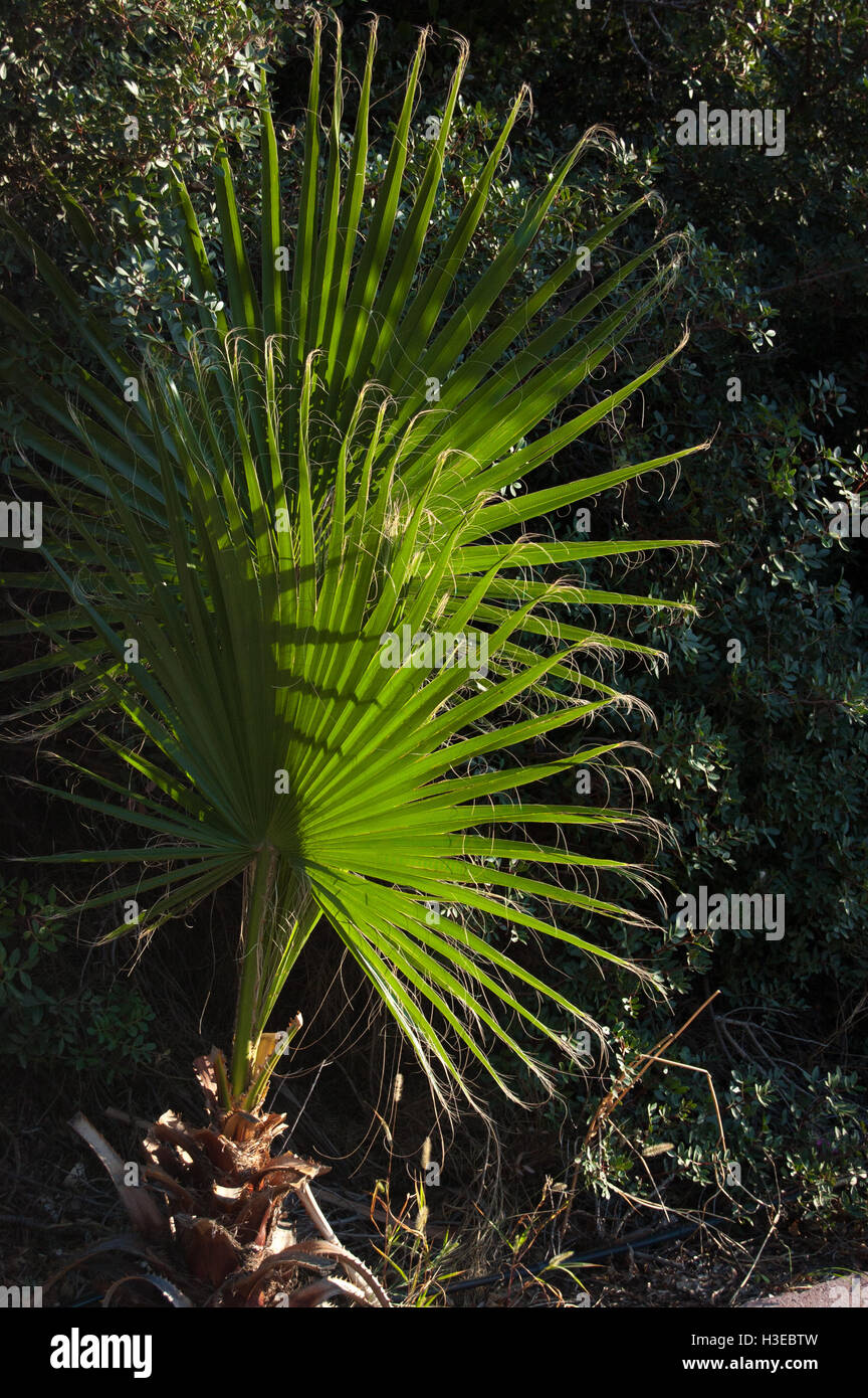 Washingtonia filifera palm tree macro photography background Stock ...