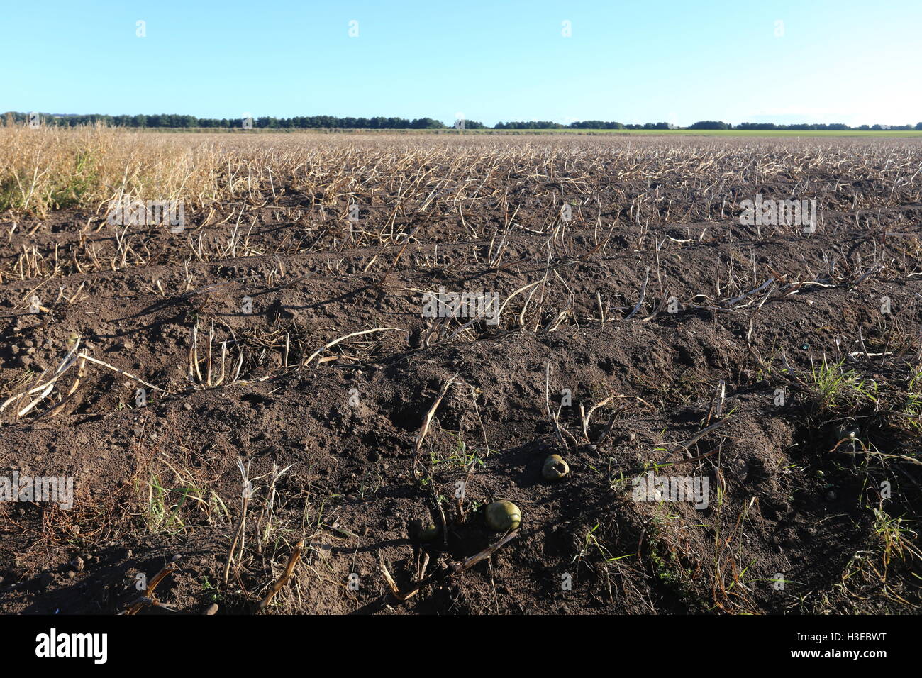 Field of potatoes ready for harvest Angus Scotland October 2016 Stock ...