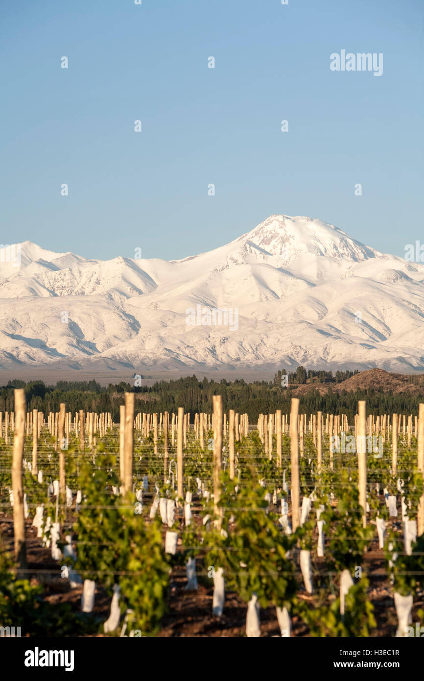 Andes vineyards summer hi-res stock photography and images - Alamy