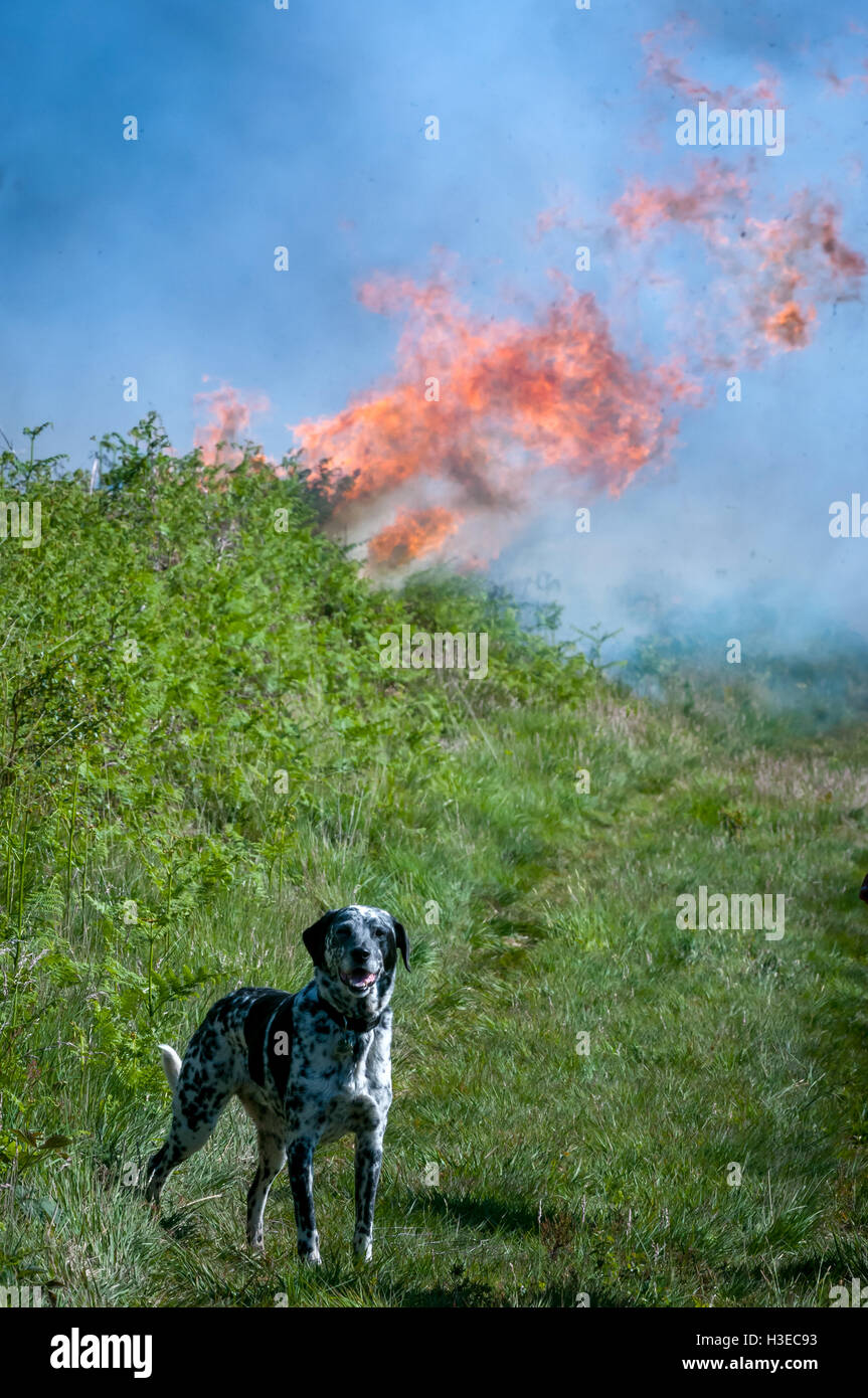 Ashdown Forest on fire, spreading fast and the Fire Brigade are making ...