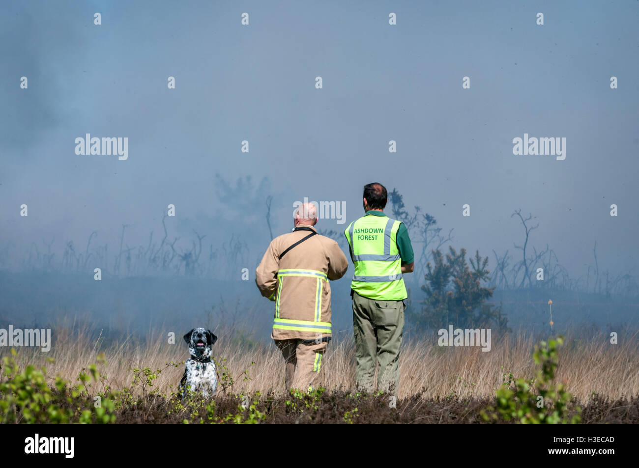 Ashdown Forest on fire, spreading fast and the Fire Brigade are making ...