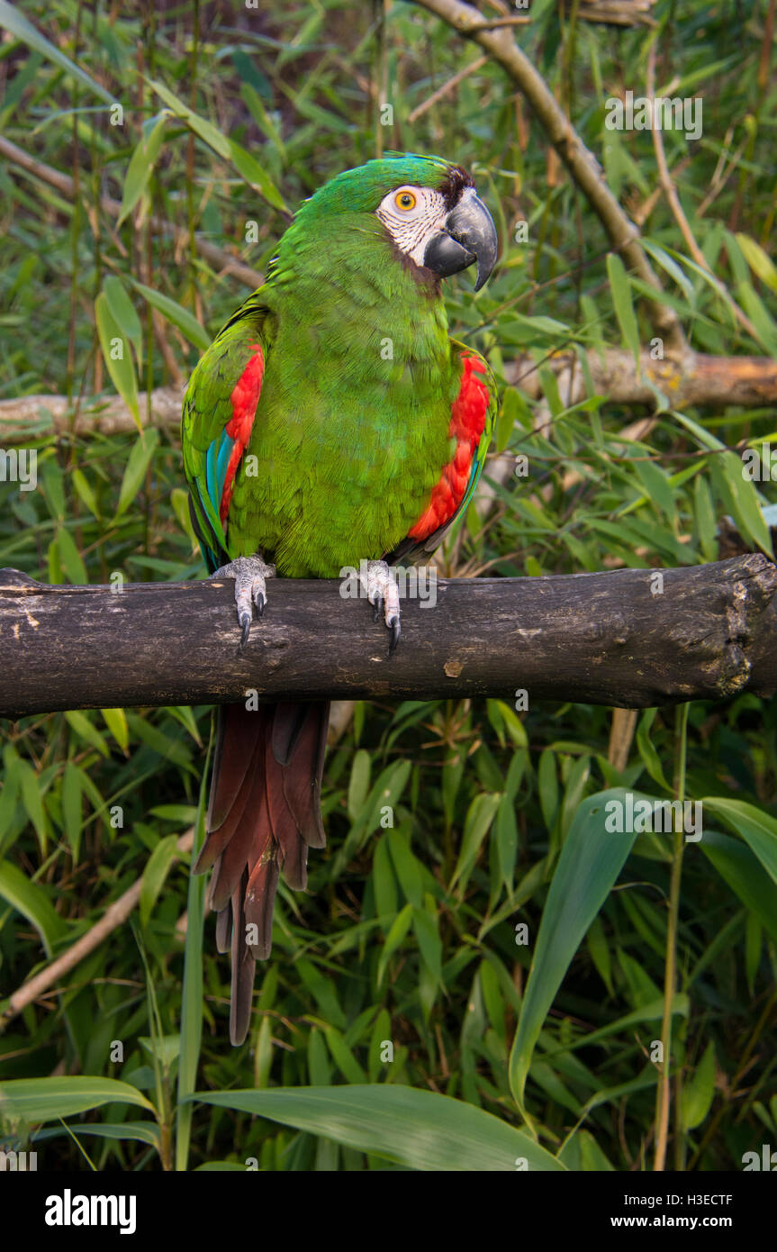 Ginger footed parrot hi-res stock photography and images - Alamy