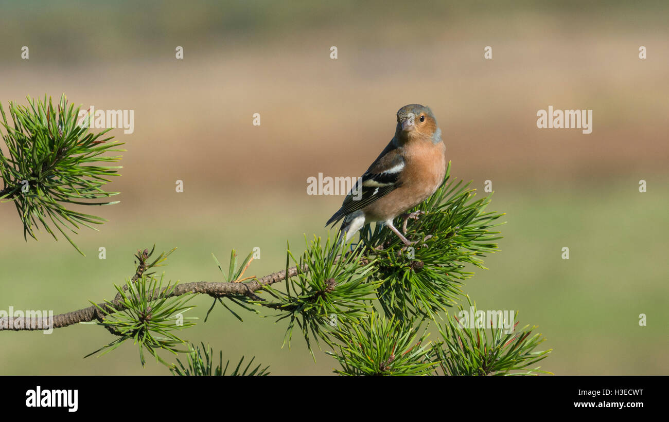 European chaffinch hi-res stock photography and images - Alamy