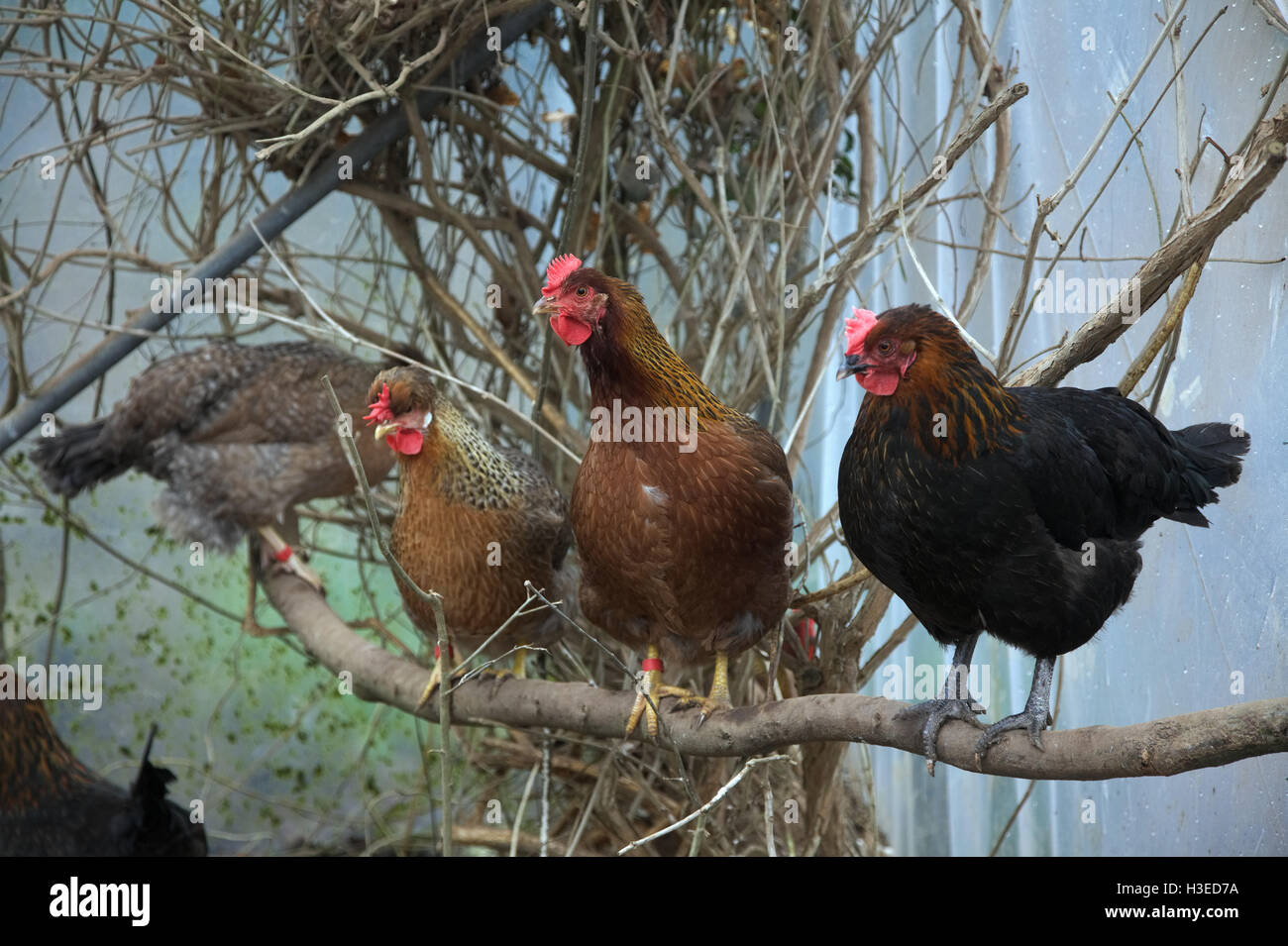 Marans hens hi-res stock photography and images - Alamy
