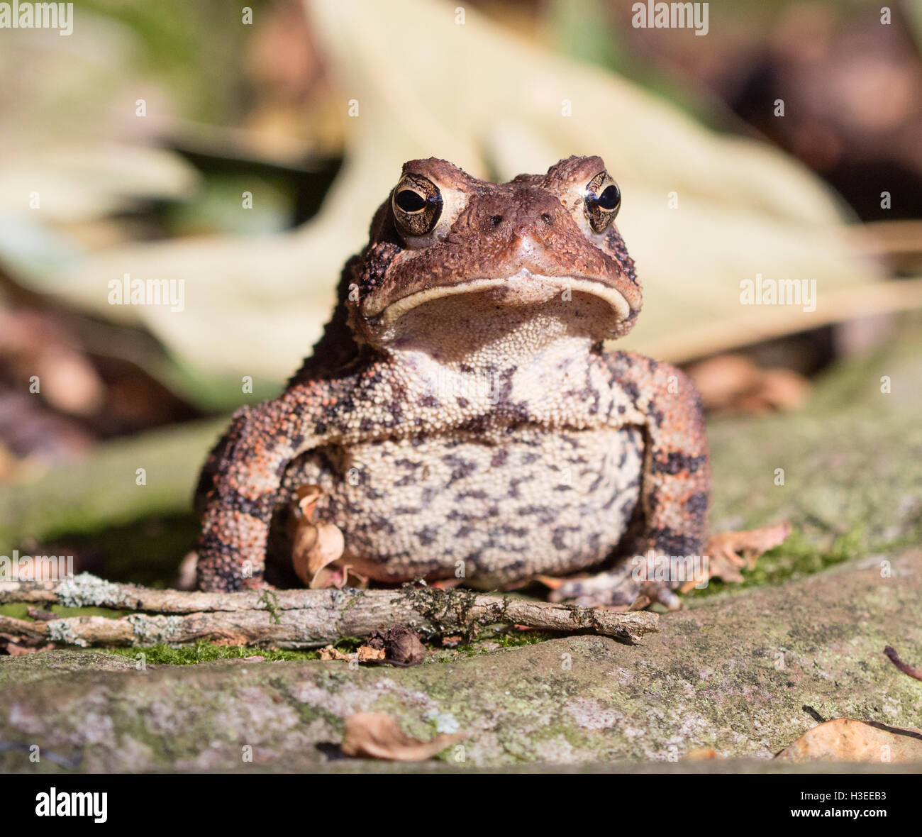 Front view of an American Toad (Anaxyrus americanus Stock Photo - Alamy