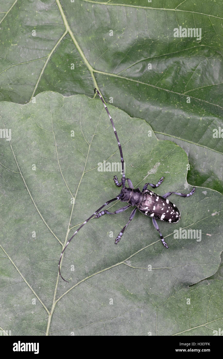 Asian Long-horned Beetle (Anoplophora glabripennis) aka Asian ...