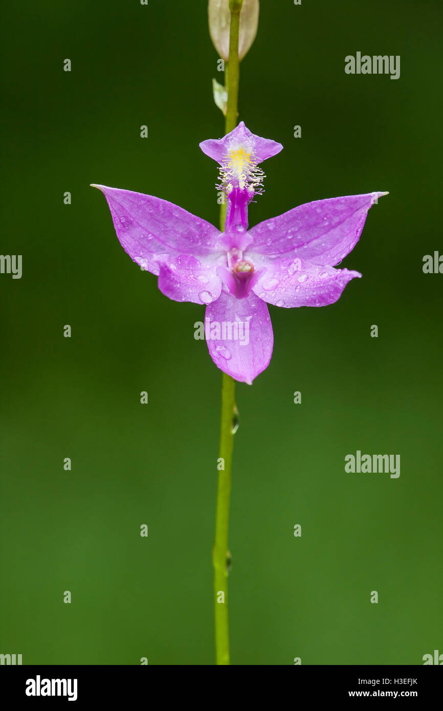 Grass Pink Orchid (Calopogon tuberosus) Blooming in rain at a bog in ...