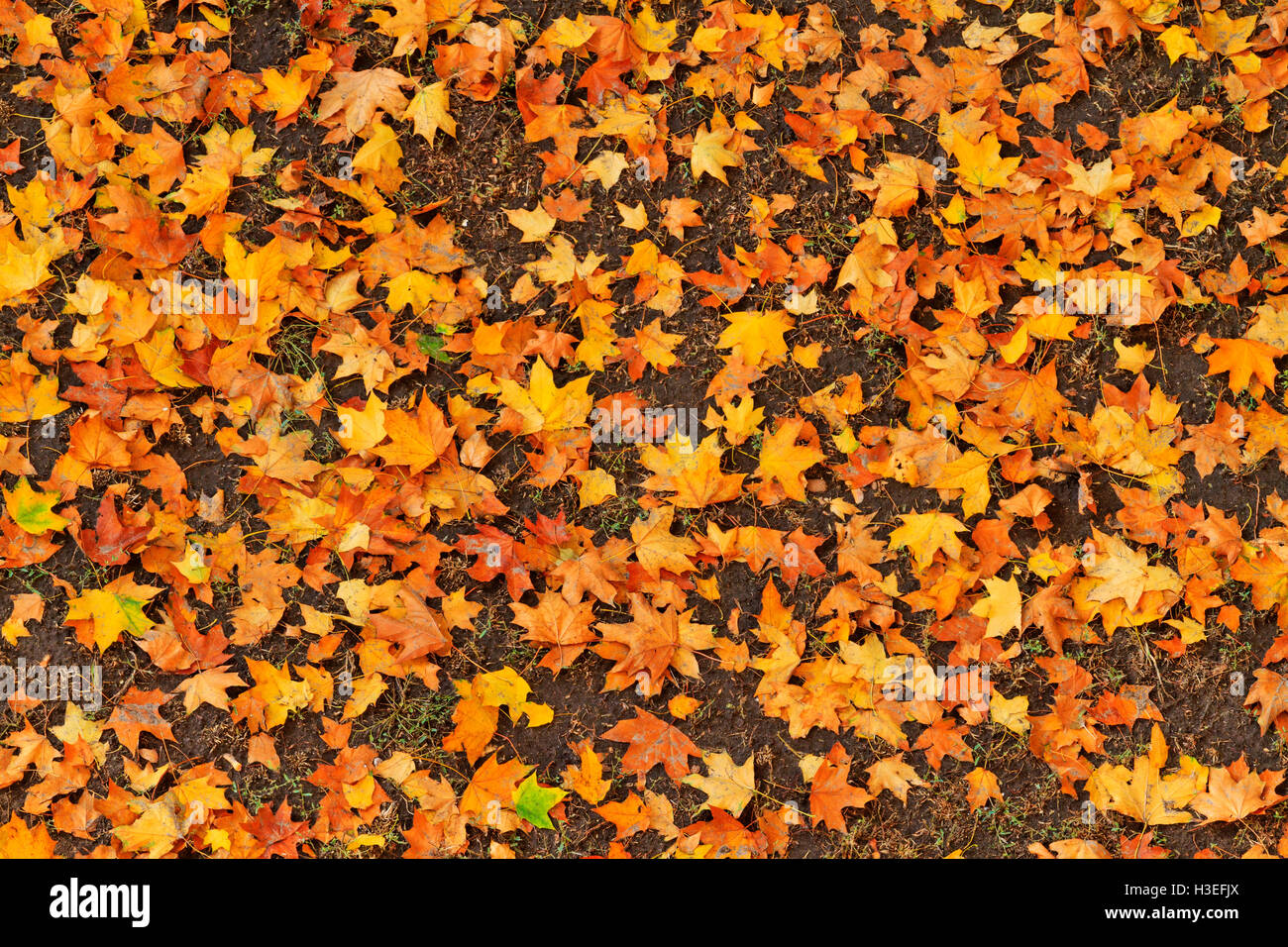Placer gold hi-res stock photography and images - Alamy