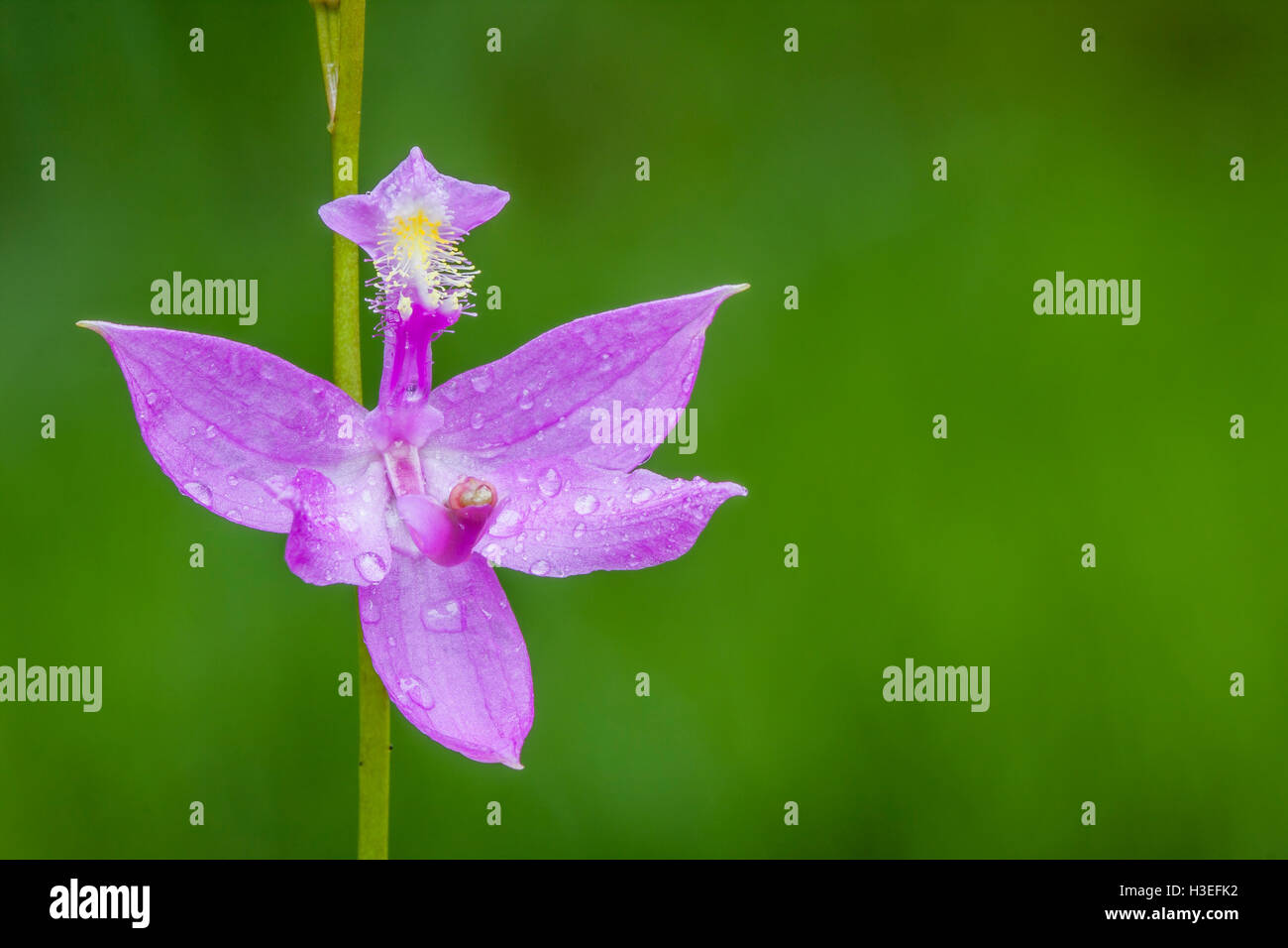 Grass Pink Orchid (Calopogon tuberosus) Blooming in rain at a bog in ...