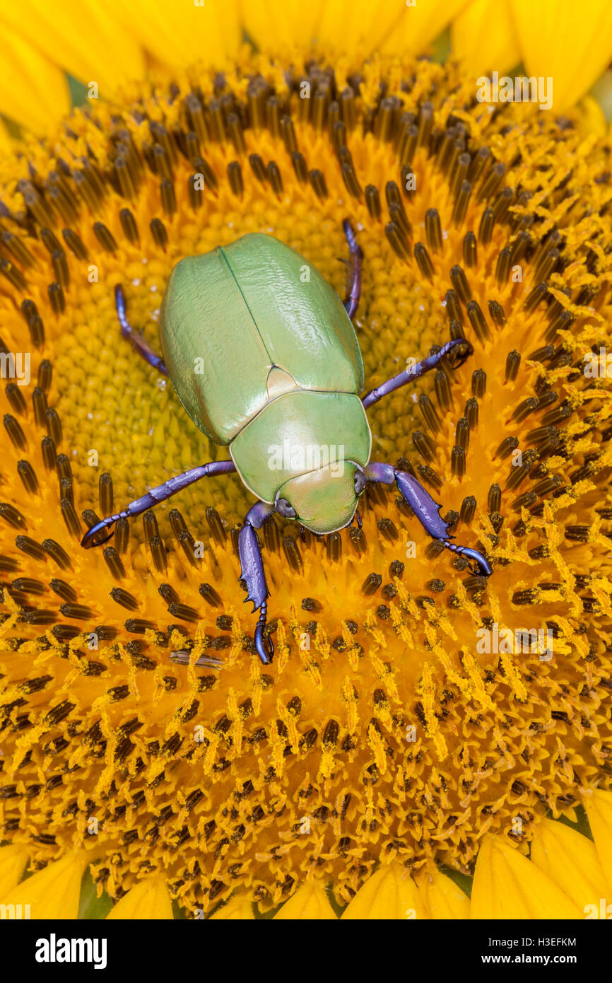 Beyer's jeweled scarab beetle, Chrysina (Plusiotis) beyeri. This ...